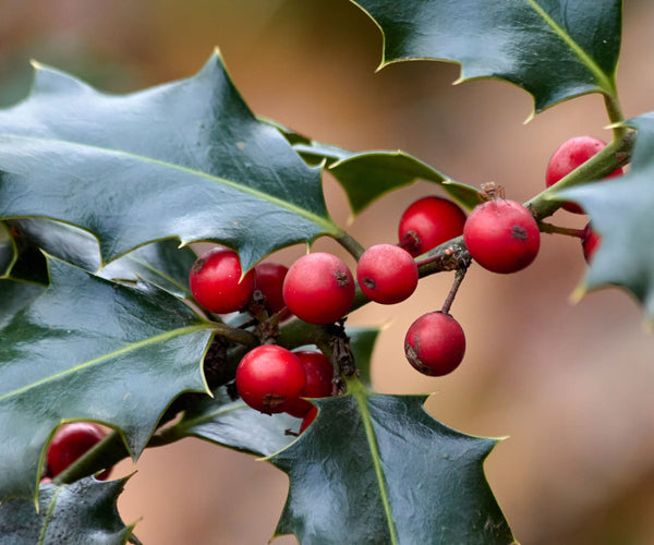 Tailler le houx ? C'est quand et comment | ÉCOstyle – ECOstyle Belgium