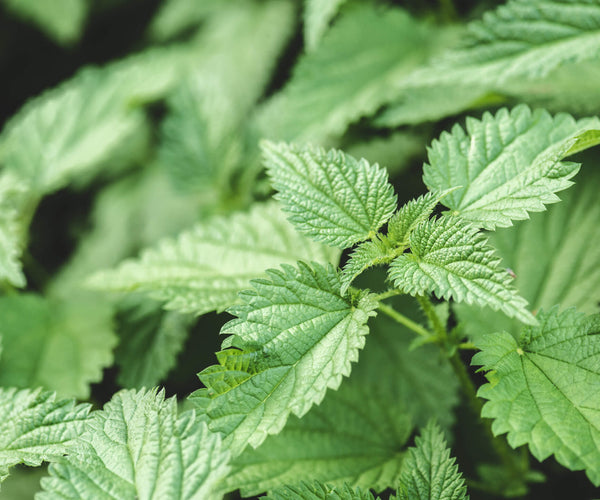 Que faire de l'ortie au jardin ? | ÉCOstyle – ECOstyle Belgium