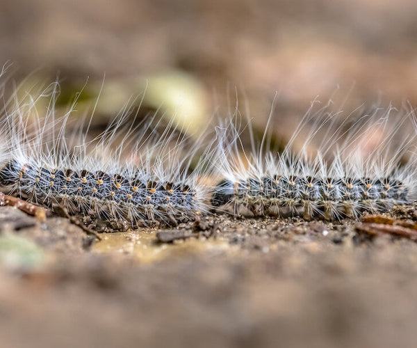 Eikenprocessierups bestrijden! Kom snel af van een nest | ECOstyle ...