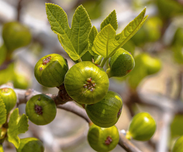 Fruitboom planten: een gezonde boom en heerlijke oogst | ECOstyle ...