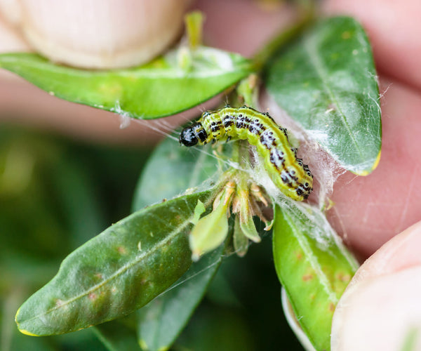 Rupsen soorten in België herkennen | ECOstyle 🐛 – ECOstyle Belgium