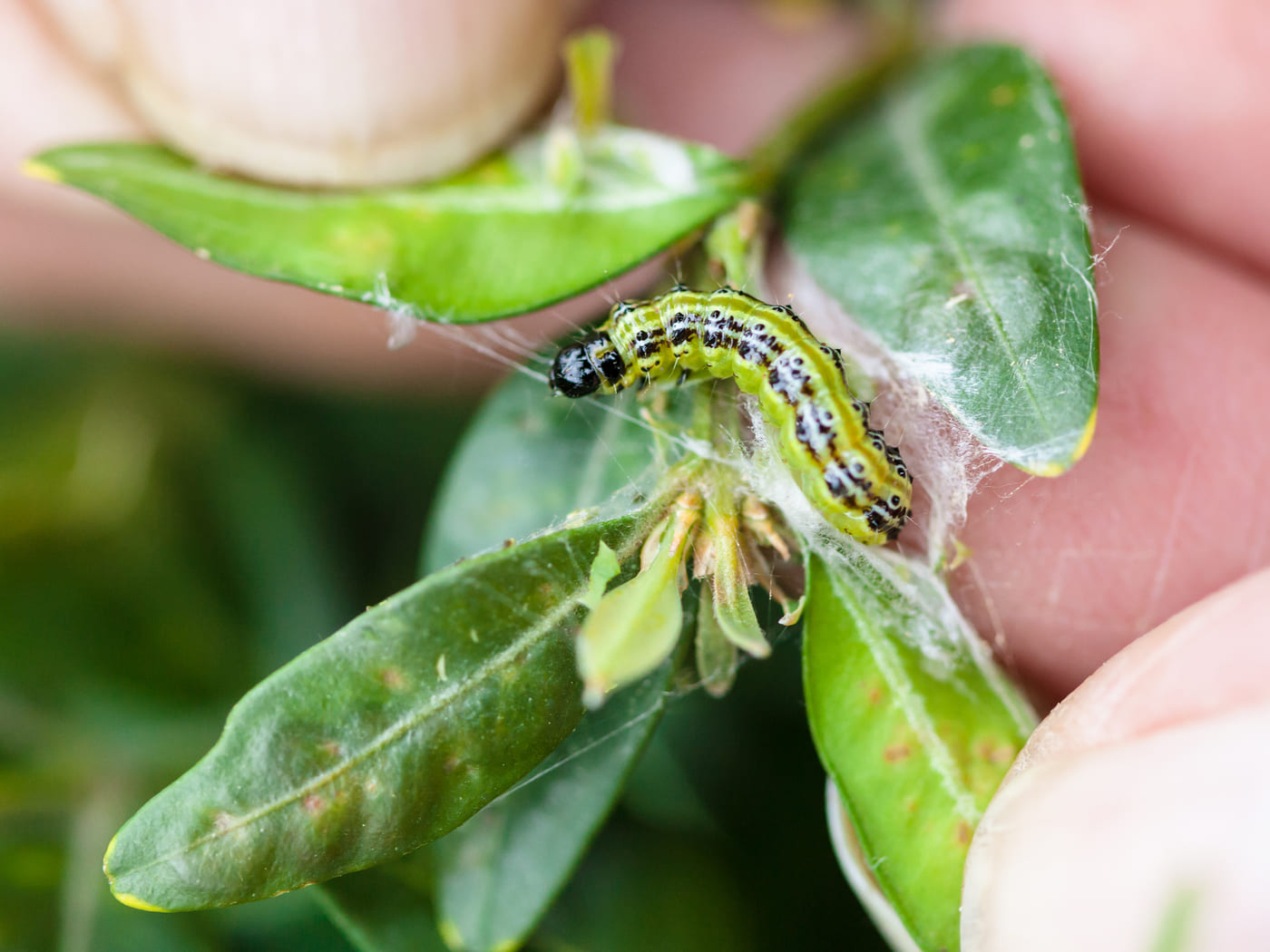 Rupsen soorten in België herkennen | ECOstyle 🐛 – ECOstyle Belgium