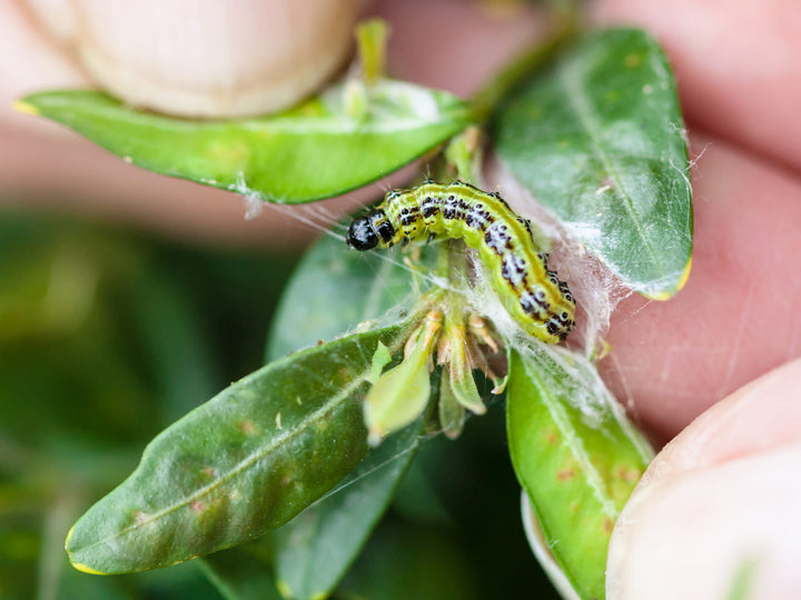 Rupsen soorten in België herkennen | ECOstyle 🐛 – ECOstyle Belgium