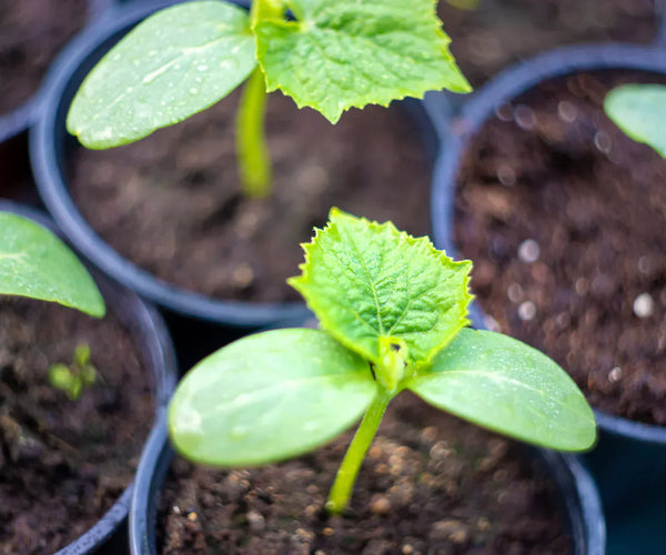 Courgette zaaien? Zo kweek je een courgette plant | ECOstyle – ECOstyle ...