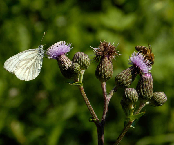 Vlinder soorten in België herkennen | ECOstyle – ECOstyle Belgium