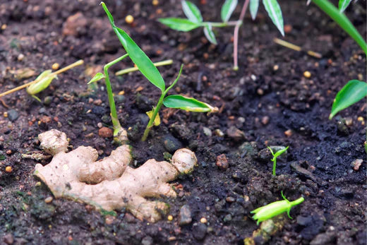 Zelf gember kweken - een handige gids voor thuis tuiniers – ECOstyle ...