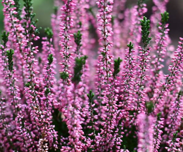 Tailler la bruyère : voici comment garder cette plante en pleine forme ...