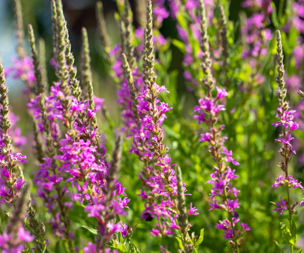 Inheemse planten in de tuin? Beter voor de natuur! | ECOstyle ...
