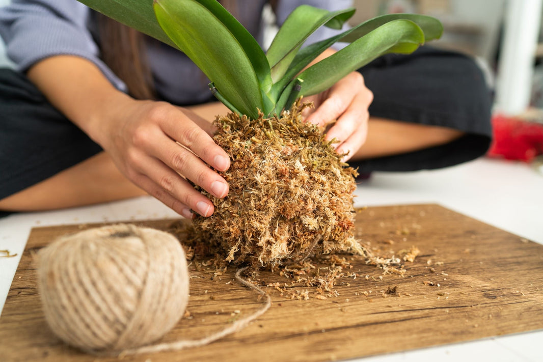 Zelf een kokedama maken stappenplan | ECOstyle – ECOstyle Belgium