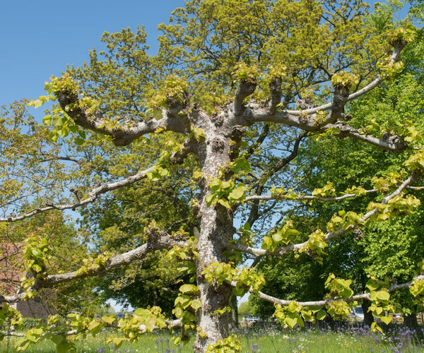 Leilinde snoeien? Dat doe je zo! | ECOstyle 🌳 – ECOstyle Belgium
