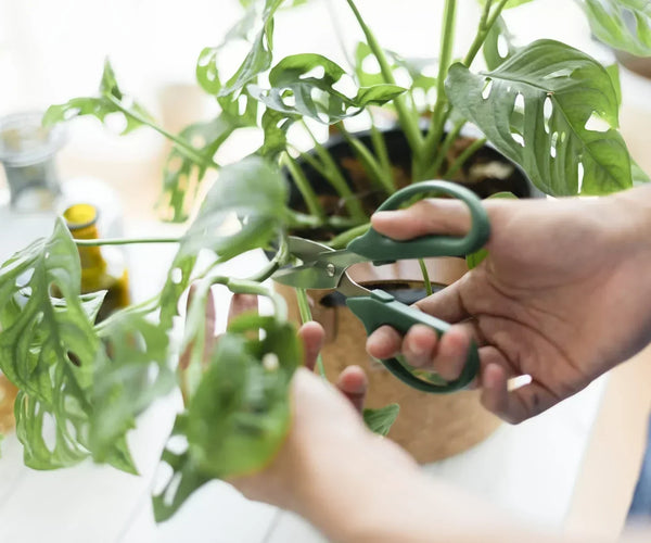 Hoe moet je een monstera stekken? Een handig stappenplan – ECOstyle Belgium