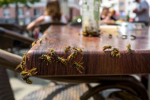 Wat is het verschil tussen een bij en een wesp? 🐝 | ECOstyle – ECOstyle ...