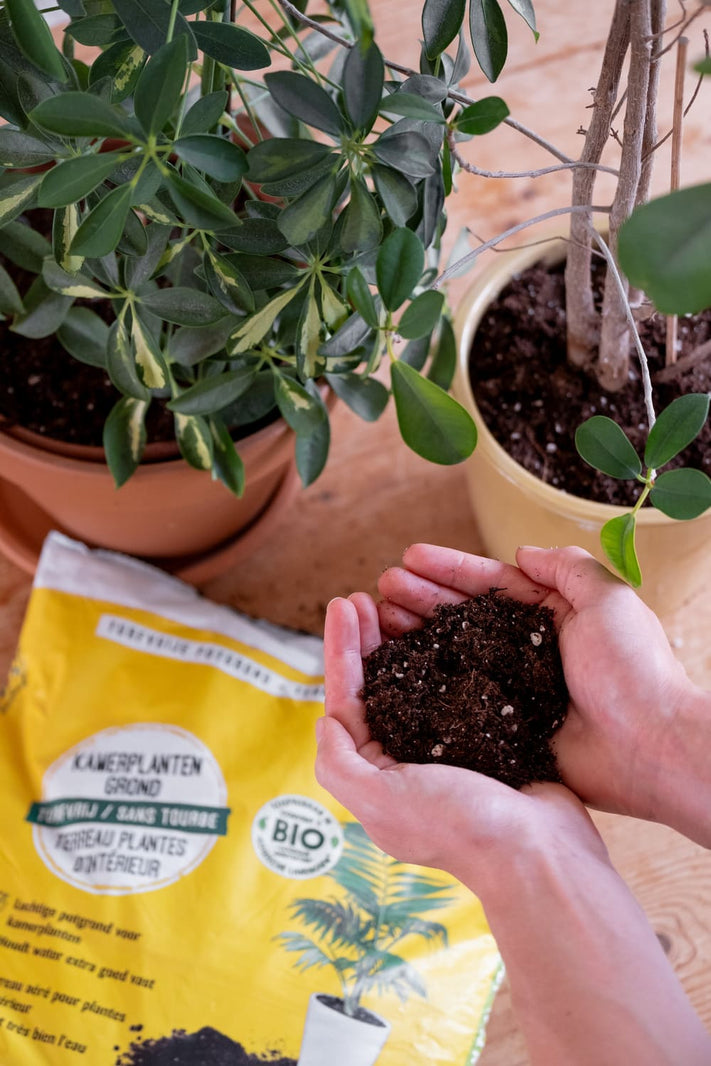Haagwinde bestrijden? Dat doe je zo! | ECOstyle 🌿 – ECOstyle Belgium