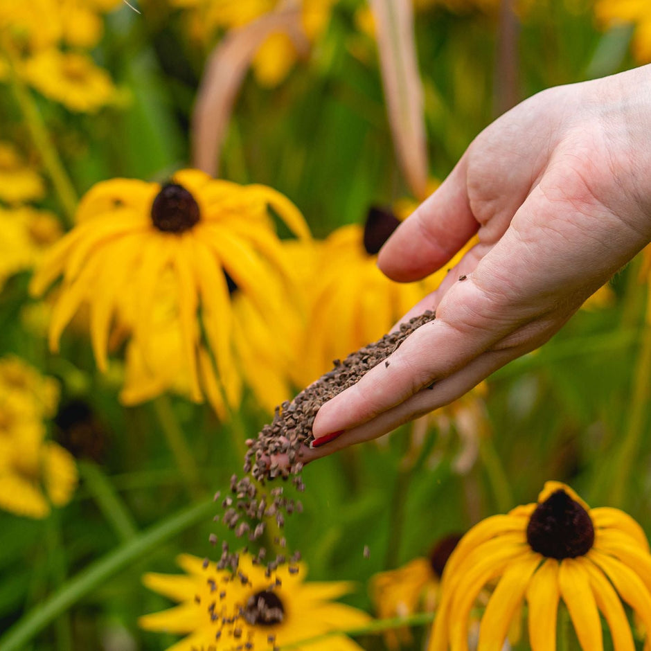 Rupsen soorten in België herkennen | ECOstyle 🐛 – ECOstyle Belgium