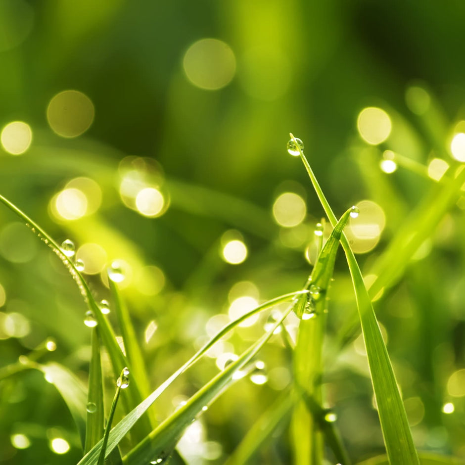 Verschillende soorten onkruid: Zo herken je ze | ECOstyle – ECOstyle ...