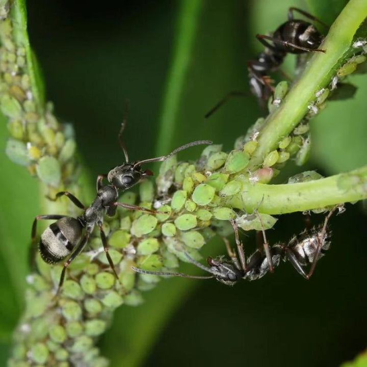 Rupsen soorten in België herkennen | ECOstyle 🐛 – ECOstyle Belgium