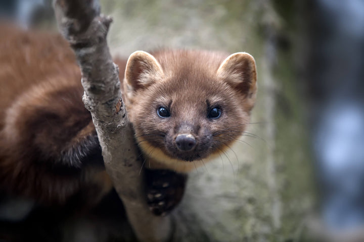 Tips voor marters verjagen in en rond huis | ECOstyle – ECOstyle Belgium