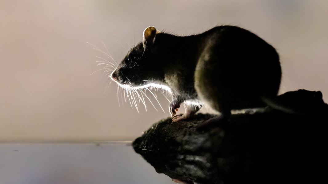 Combattre ou chasser les rats ? Voici comment procéder | ECOstyle ...