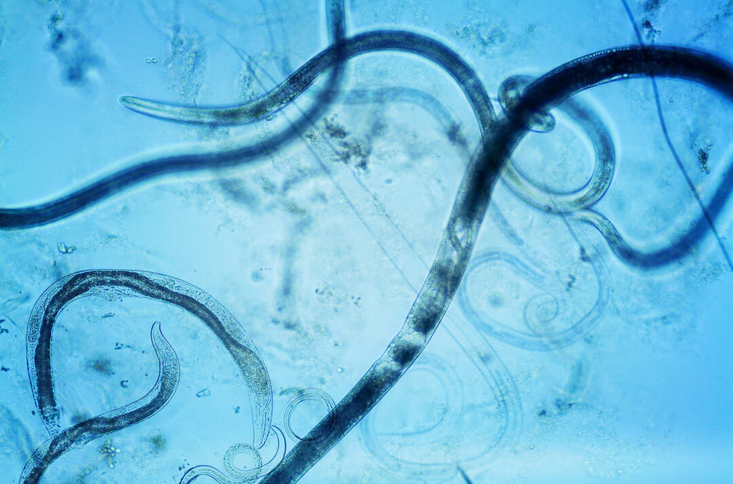Tout sur l'utilisation des nématodes contre les nuisibles | ECOstyle ...