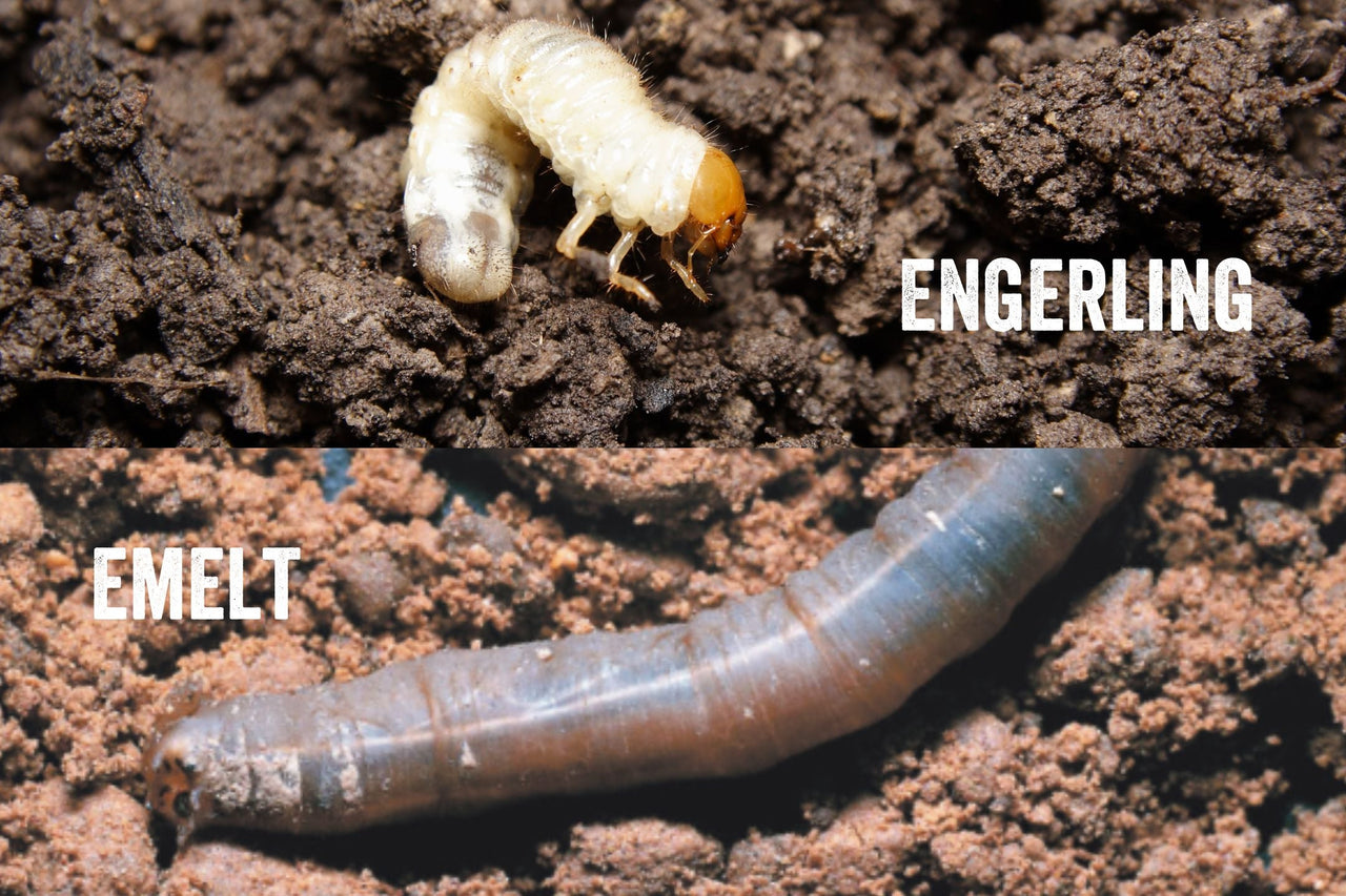 Emelten bestrijden in het gazon? Zo kom je er snel vanaf! | ECOstyle ...