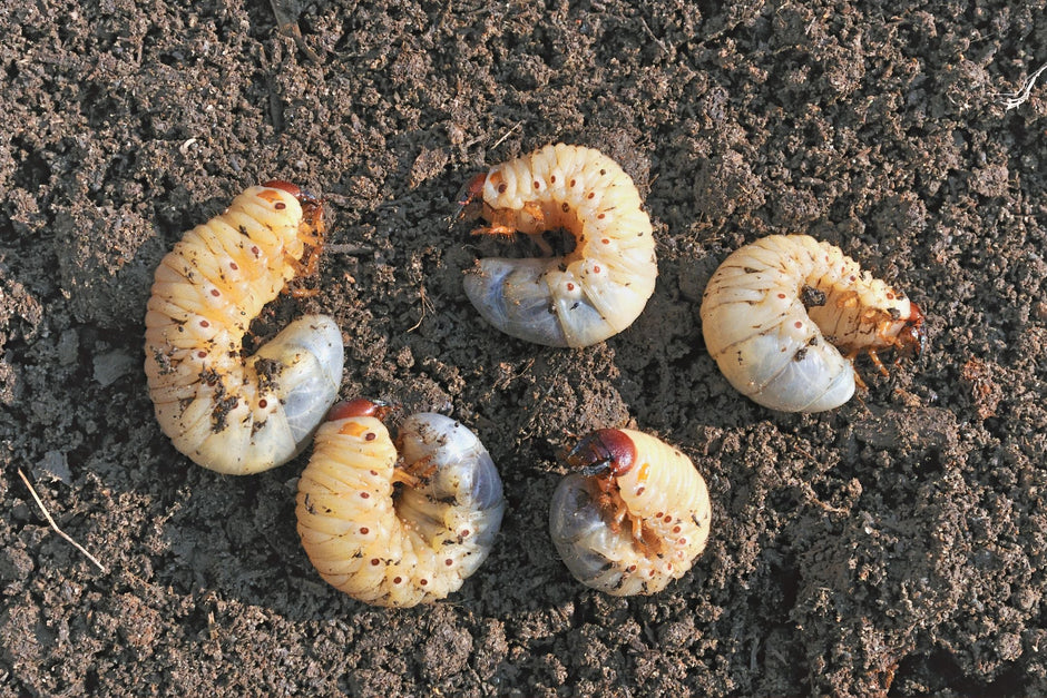 Engerlingen bestrijden in het gazon: lees onze tips | ECOstyle ...