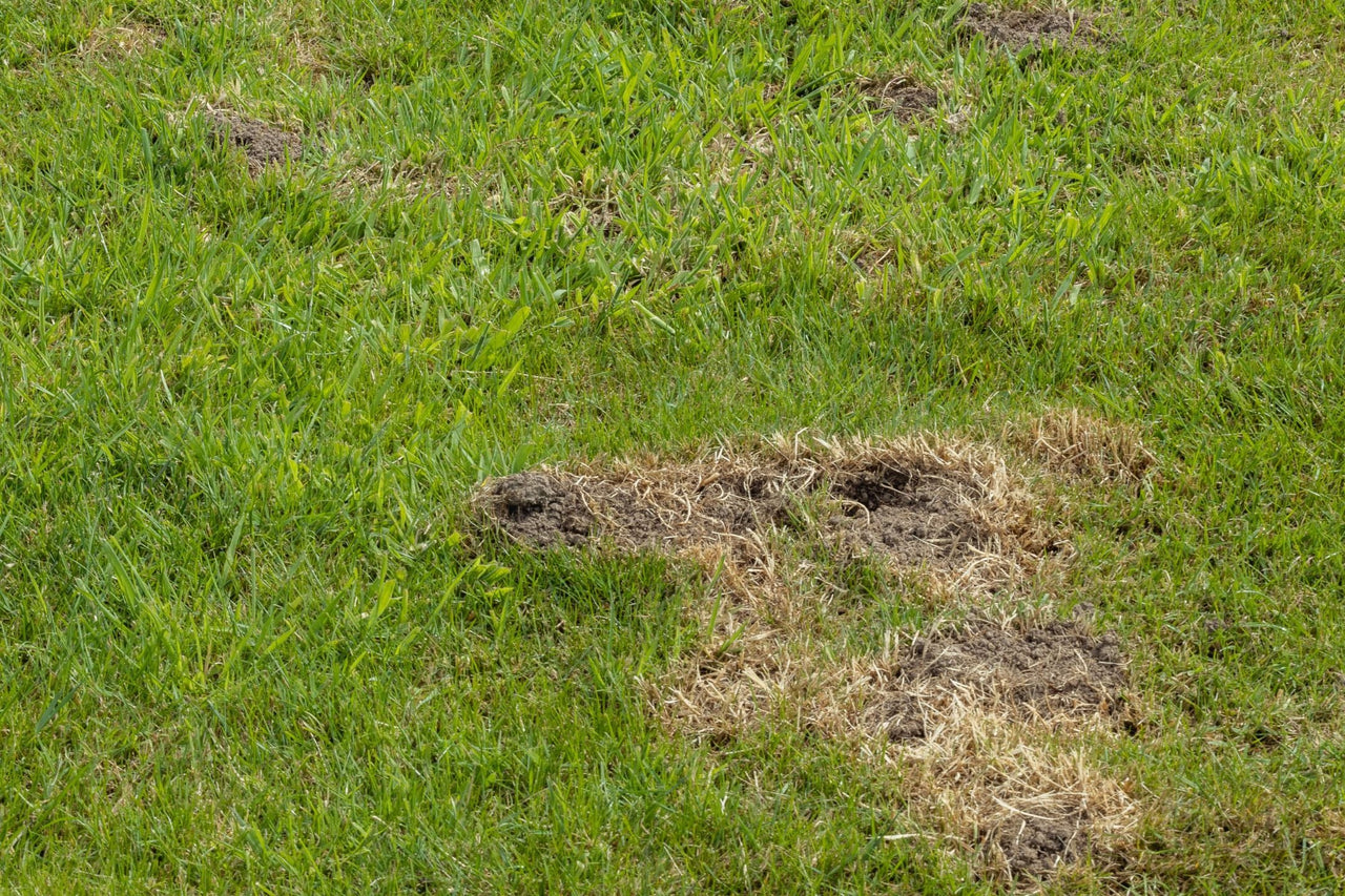 Emelten bestrijden in het gazon? Zo kom je er snel vanaf! | ECOstyle ...