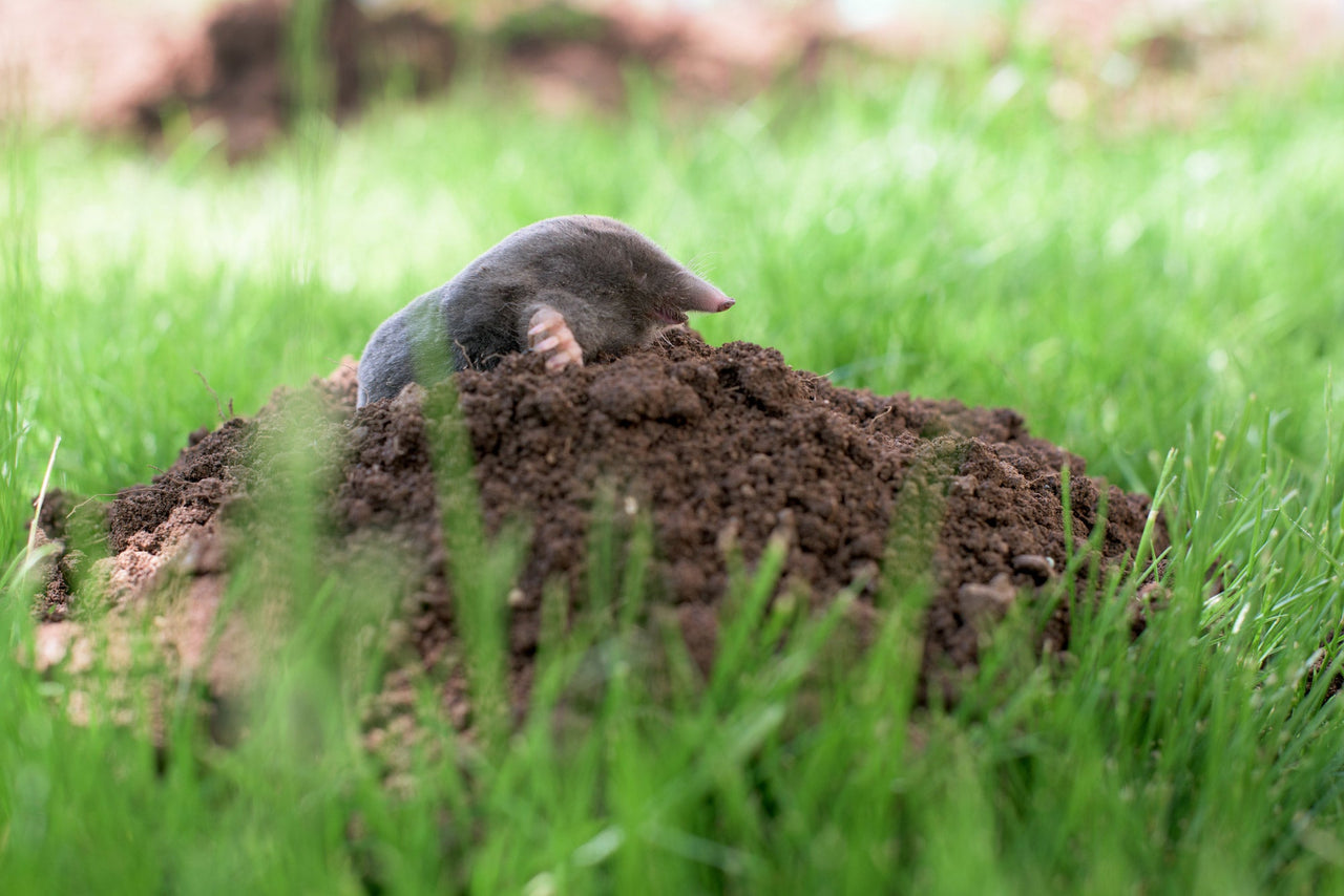 Mollen bestrijden en verjagen uit de tuin? | ECOstyle – ECOstyle Belgium