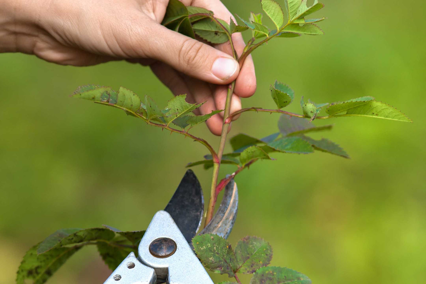 Snoeikalender per maand: wat snoei je wanneer? ️ | ECOstyle – ECOstyle ...