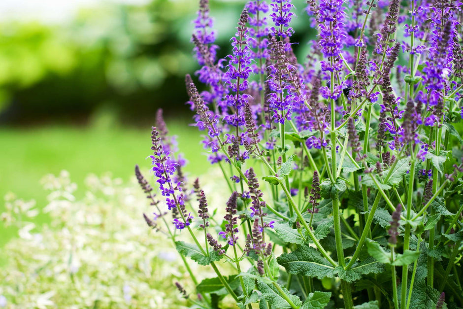Prendre soin de la salvia - trucs et conseils | ÉCOstyle ?? – ECOstyle ...