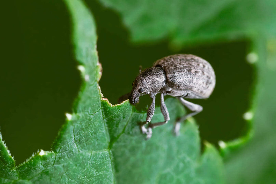 Taxuskever bestrijden? Zo ga je effectief aan de slag | ECOstyle ...