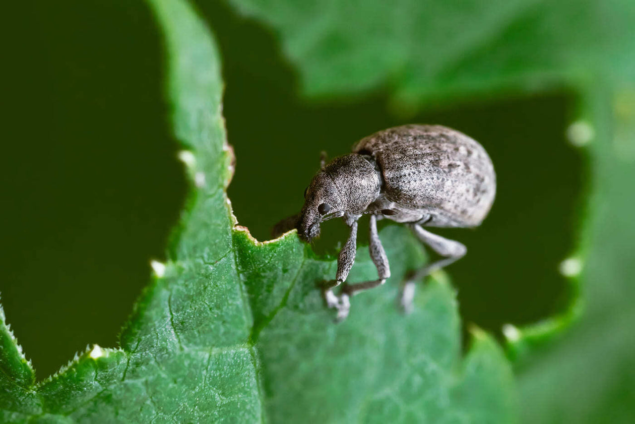 Taxuskever bestrijden? Zo ga je effectief aan de slag | ECOstyle ...