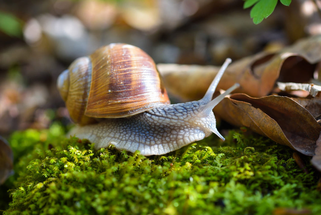 Slakken bestrijden in de tuin? Zo doe je dat! | ECOstyle – ECOstyle Belgium