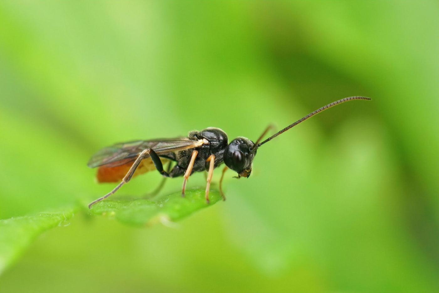 Wat is een sluipwesp? Nuttig insect tegen plagen | ECOstyle – ECOstyle ...