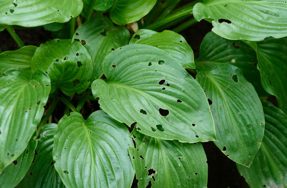 Alles over plagen bestrijden | ECOstyle 🌱 – ECOstyle Belgium